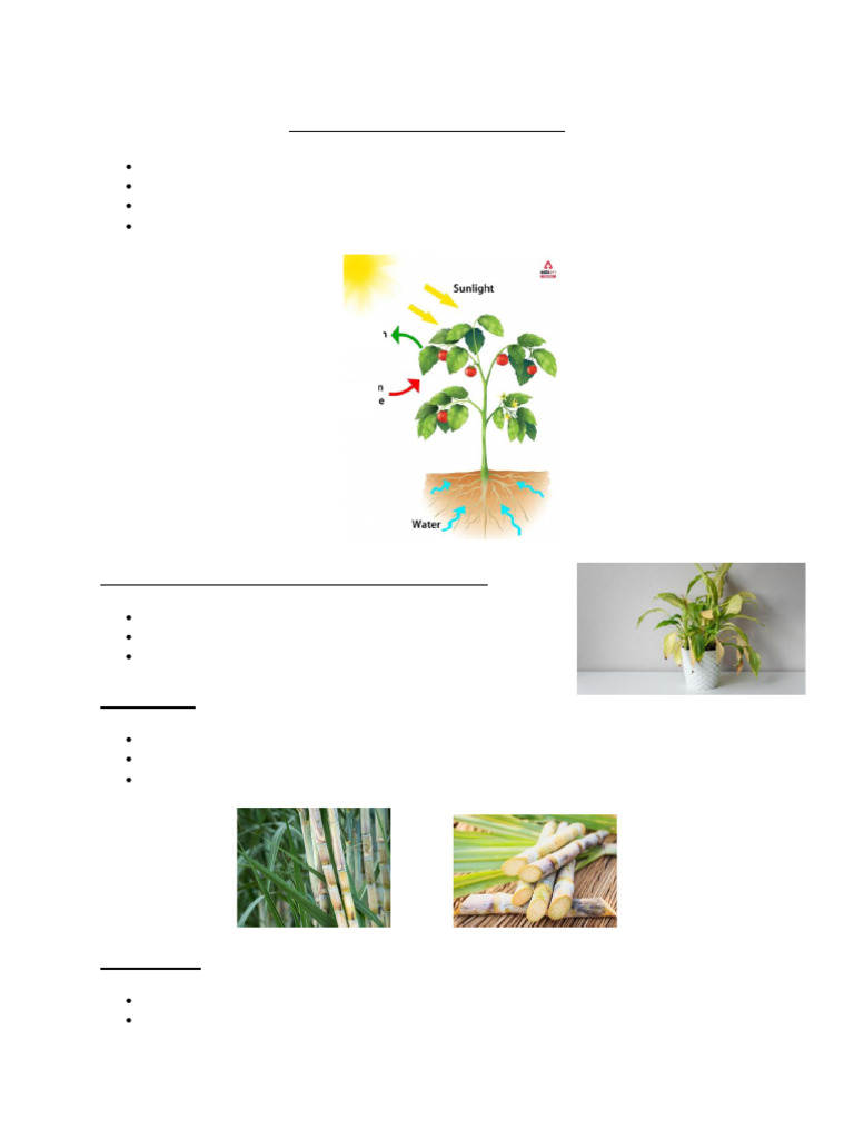 Plants Make Their Own Food | PDF