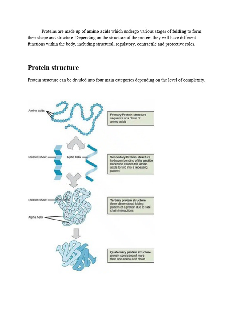 1.4 - Protein Structure and Function | PDF | Protein Structure ...