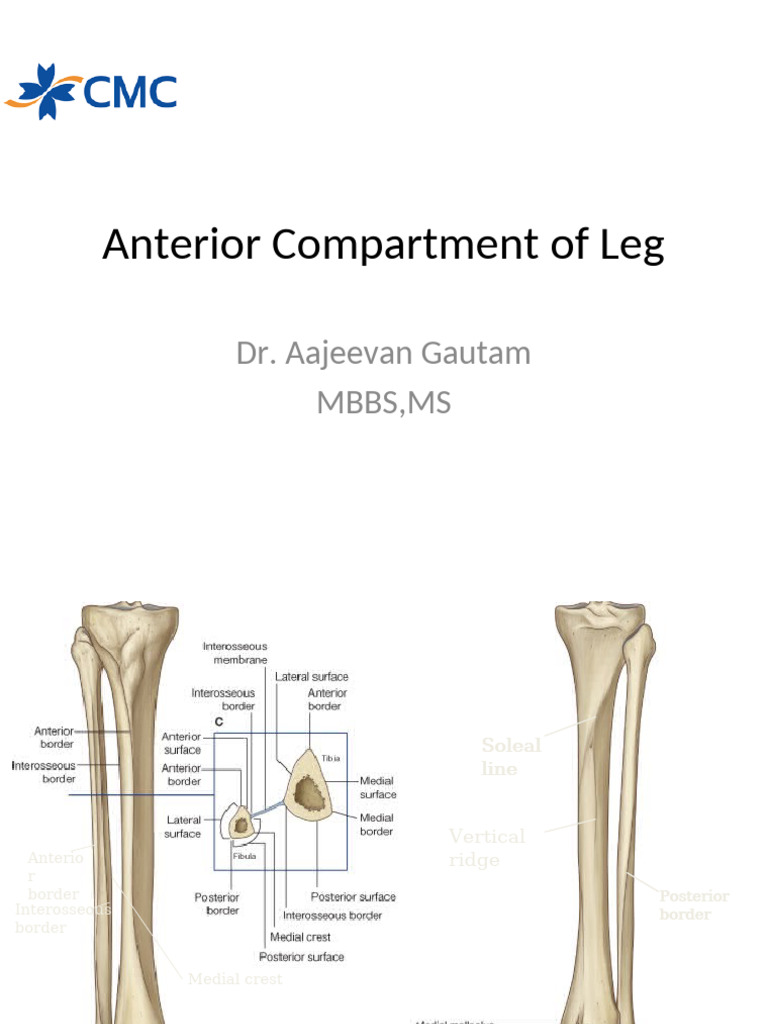 Ant Leg N Dorsum-New | PDF | Human Leg | Ankle
