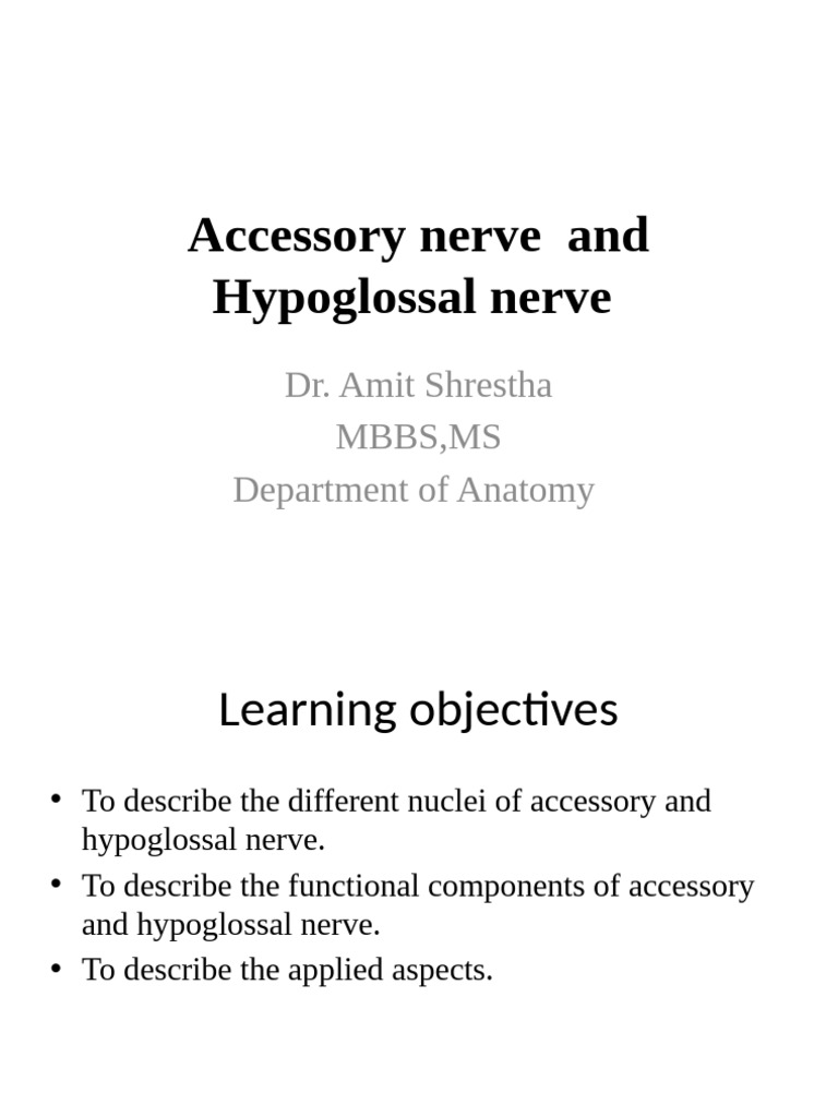 Accessory Nerve and Hypoglossal Nerve | PDF | Common Carotid Artery ...