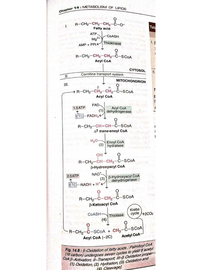 Biochem Cycle | PDF