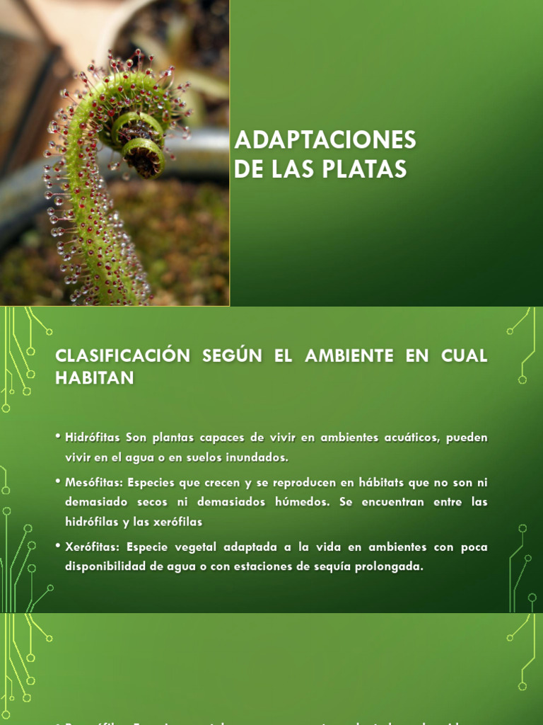 Adaptaciones 1 | PDF | Tallo de la planta | Hoja