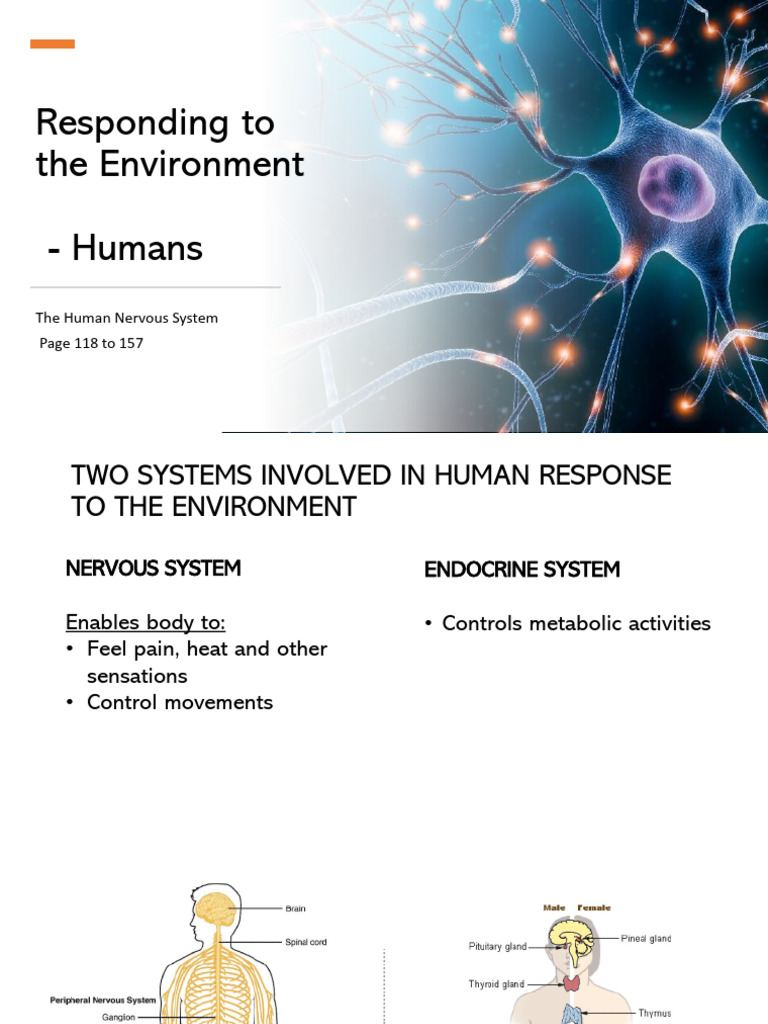 Topic 6 Responding To The Environment - Humans | PDF | Nervous System ...