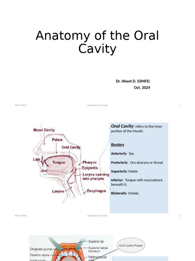 Anatomy of the Oral Cavity Explained | PDF | Tongue | Mouth