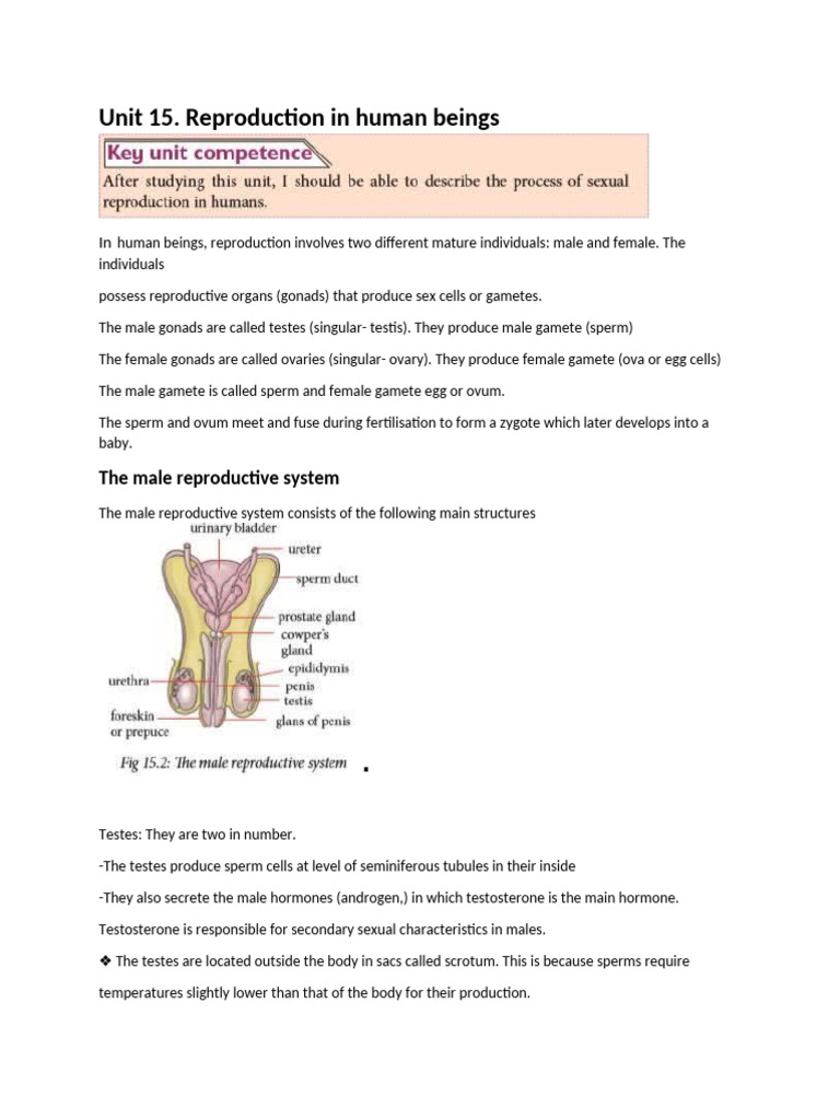 NEW SUMMARY S3 OF BIOLOGYunit15,16,20 | PDF | Menstrual Cycle ...