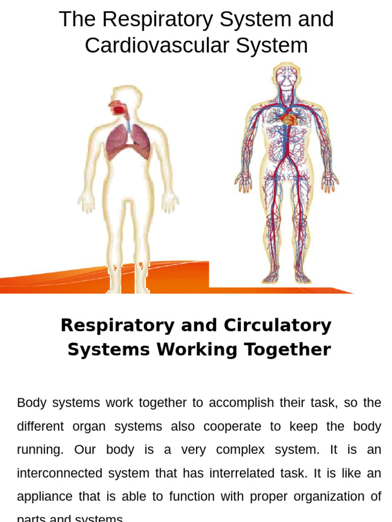 Respiratory and Circulatory Systems Overview | PDF | Respiratory Tract ...