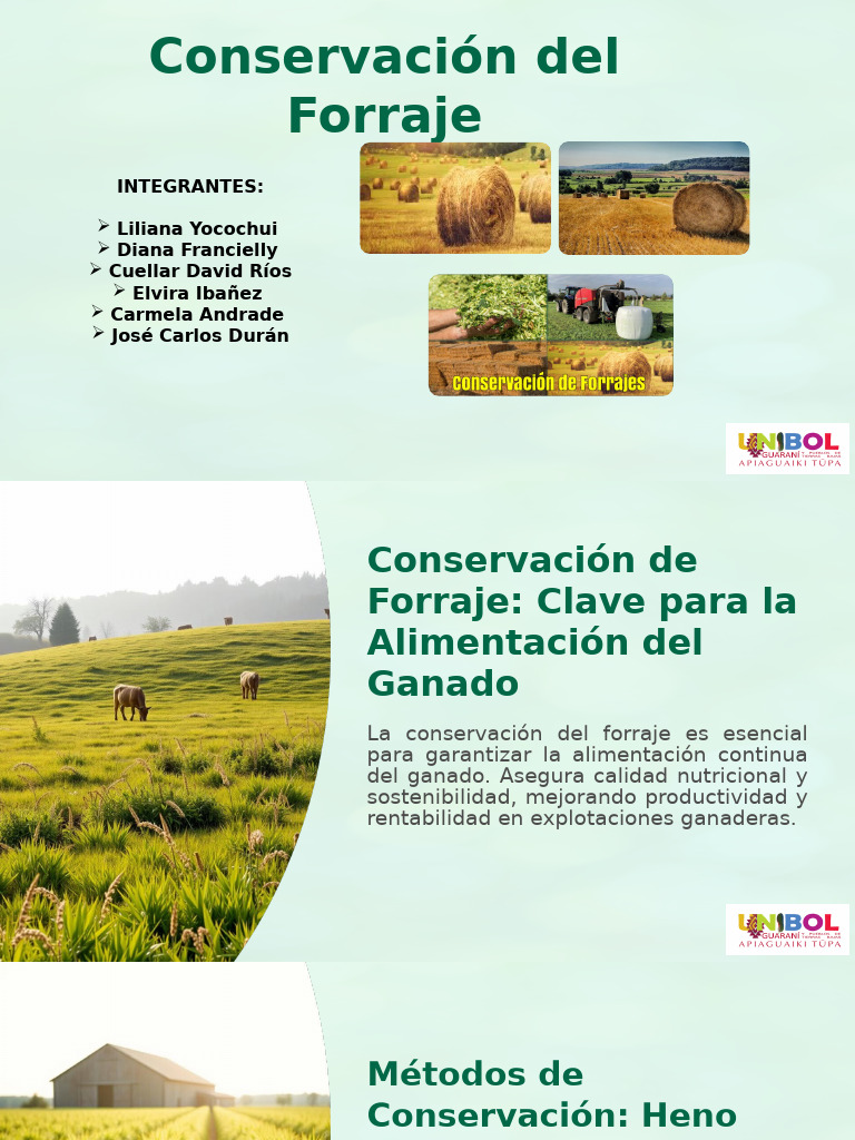 Conservacion de Forraje Clave para La Alimentacion Del Ganado | PDF