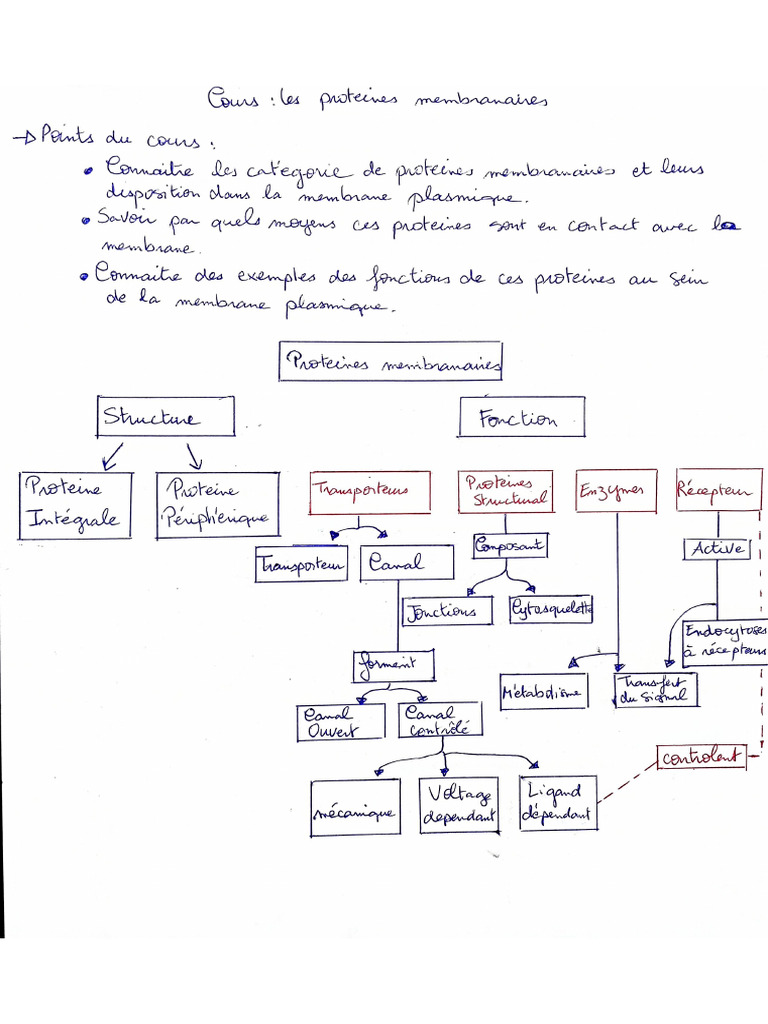 Résumé Cours Protéines | PDF