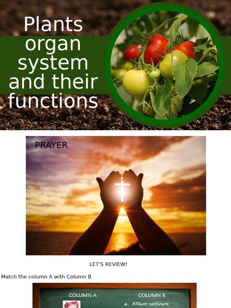 Plants Organs (Roots) | PDF | Root | Tissue (Biology)