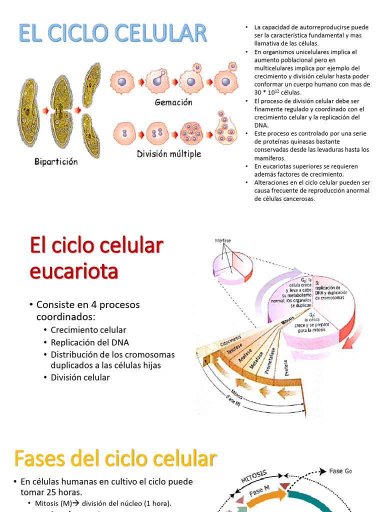 Regulación del Ciclo Celular y MPF | PDF | Ciclo celular | Biología Celular
