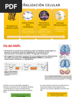 Clase 7-Cascada Ras-MAPK | PDF | Nucleo celular | Quinasa
