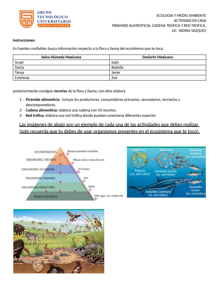 Actividad Red Trofica, Piramide Alimenticia y Cadena Trofica | PDF