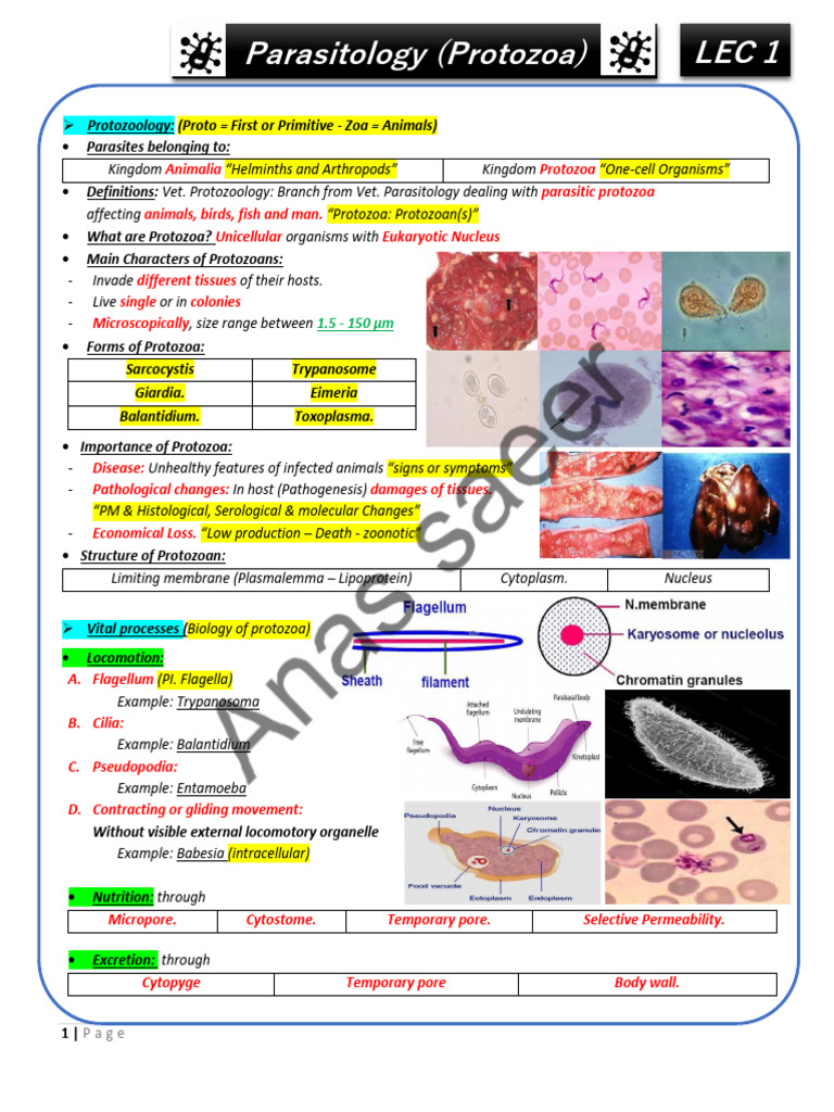 Overview of Protozoan Parasitology | PDF | Protozoa | Biology
