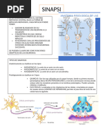 Clasificacion Sinapsis Tema 4 | PDF | Sinapsis | Neurona