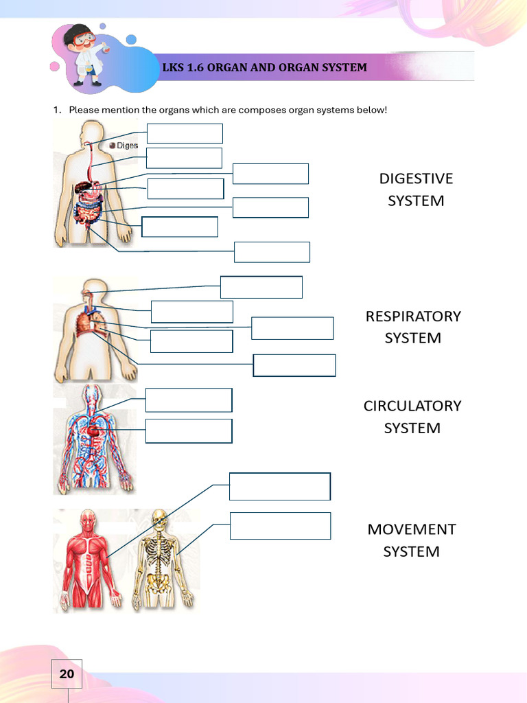 Organ Systems and Their Functions | PDF