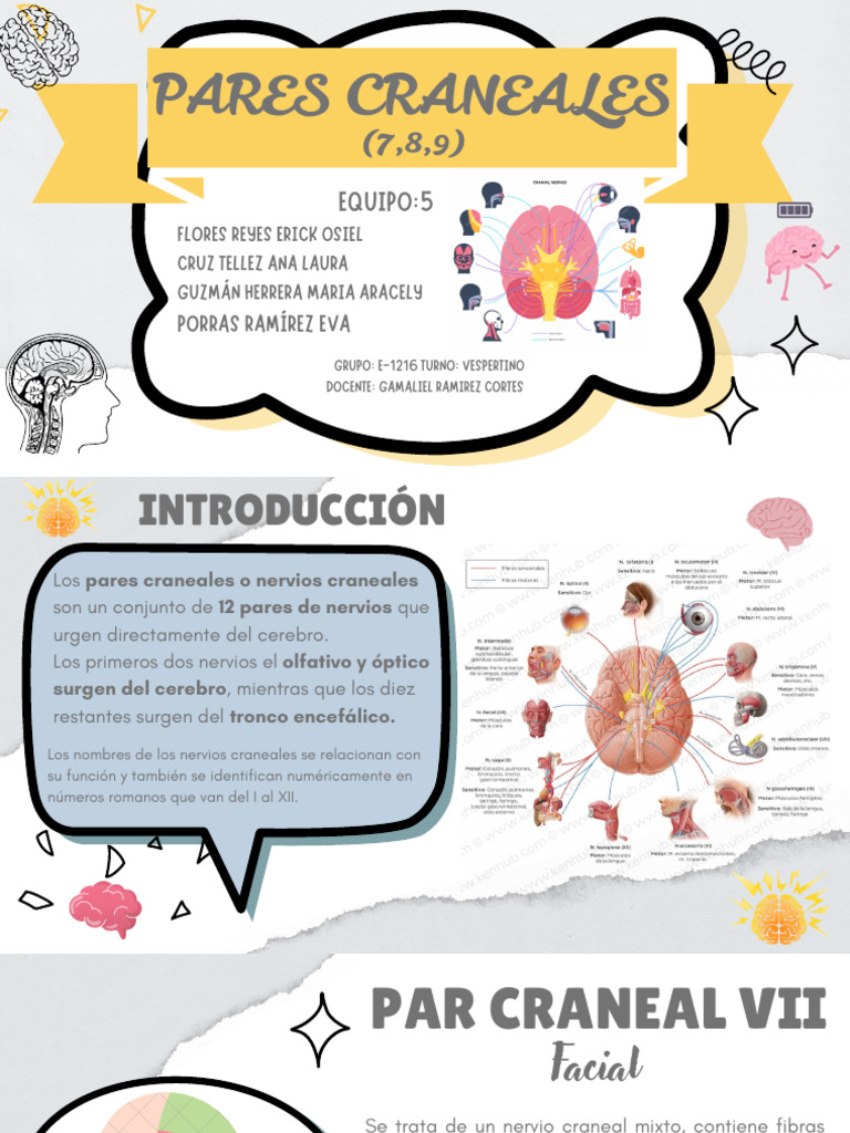 Pares Craneales - 20240930 - 004442 - 0000 | PDF | Anatomía humana ...