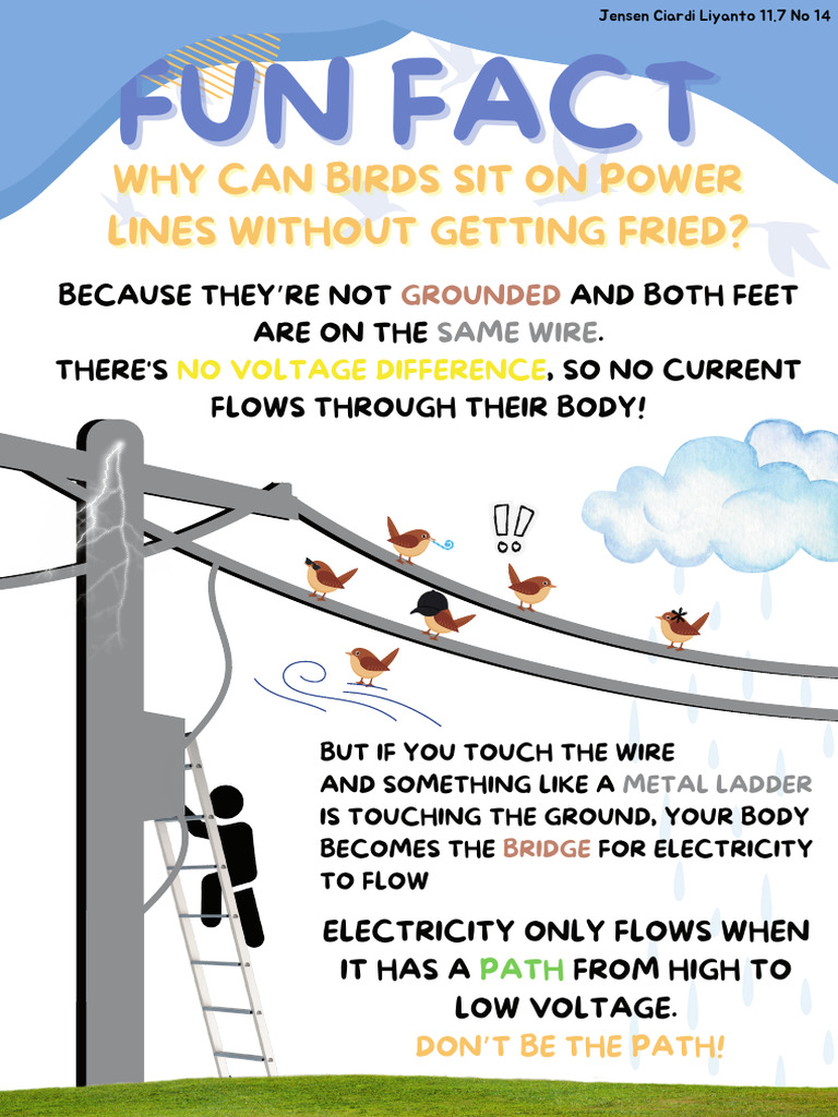 Birds on Power Lines: A Fun Fact | PDF