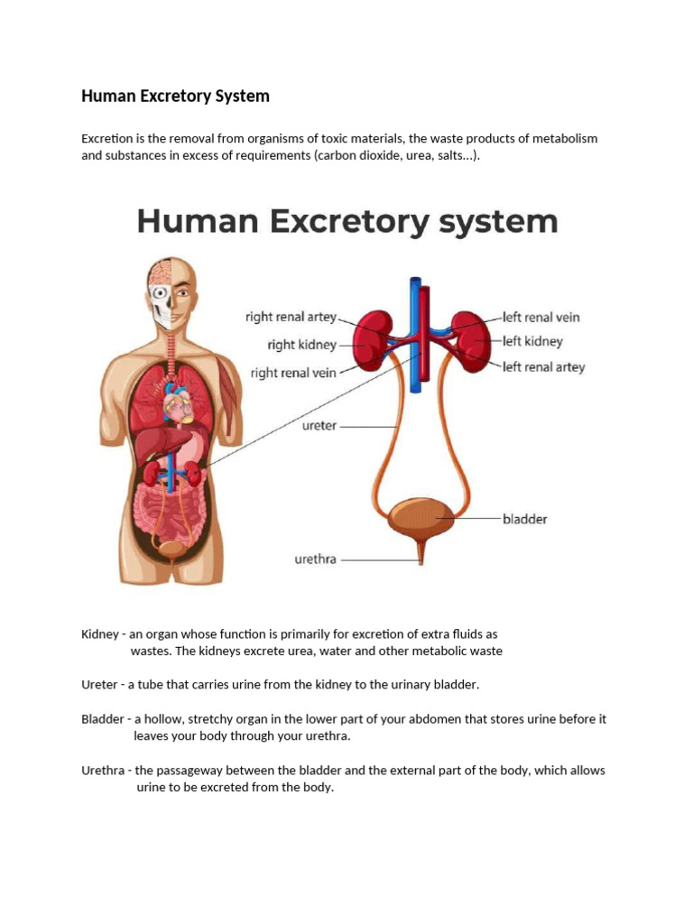 Human Excretory System | PDF