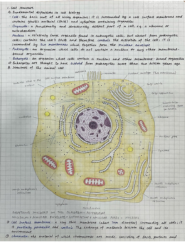 CIE As Level Biology Cell Structure Notes | PDF