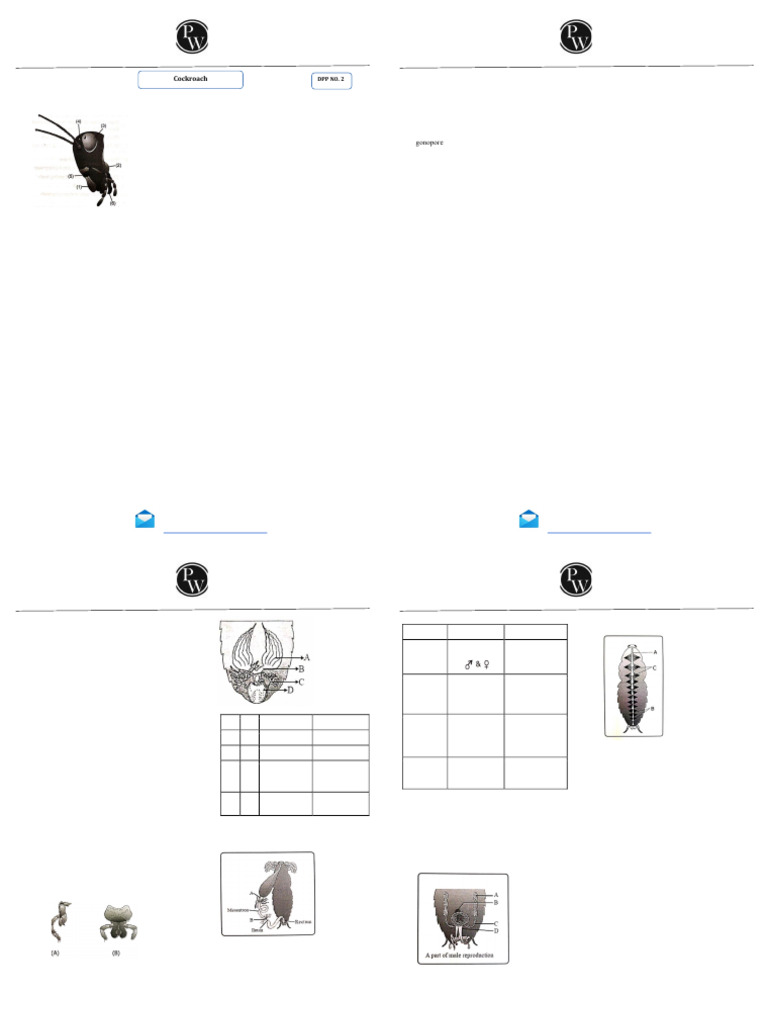 Female Cockroach Anatomy and Reproduction | PDF | Zoology | Animal Anatomy