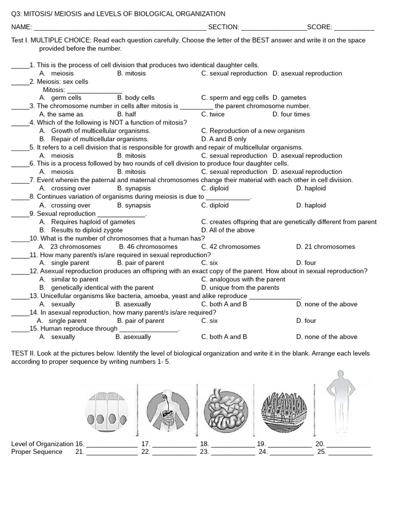 Mitosis and Meiosis Quiz | PDF | Sexual Reproduction | Ploidy