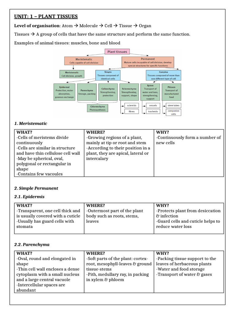 Overview of Plant Tissues and Organs | PDF | Leaf | Tissue (Biology)