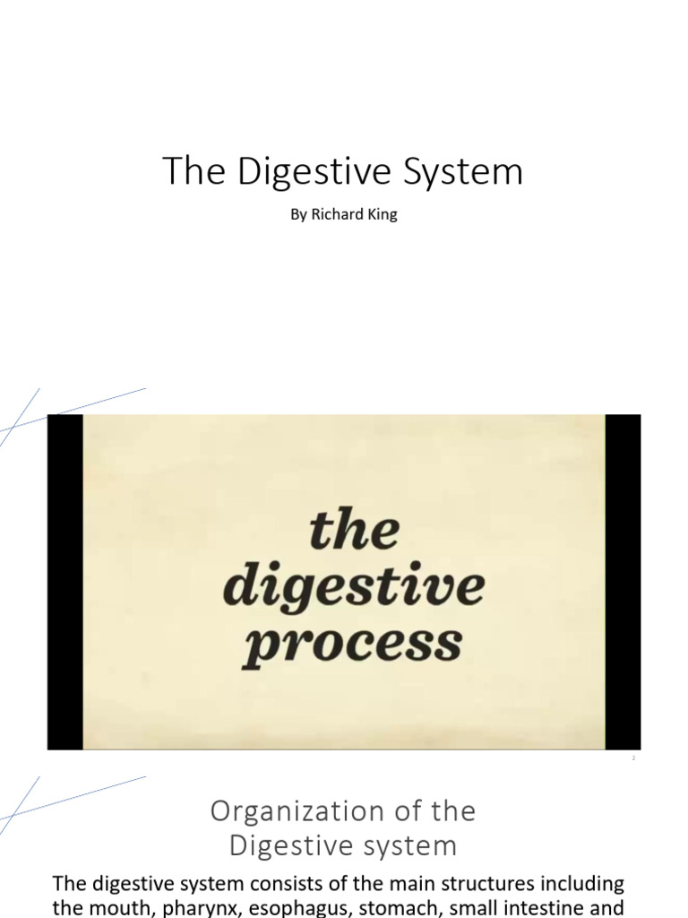The Digestive and Urinary System | PDF | Stomach | Pancreas