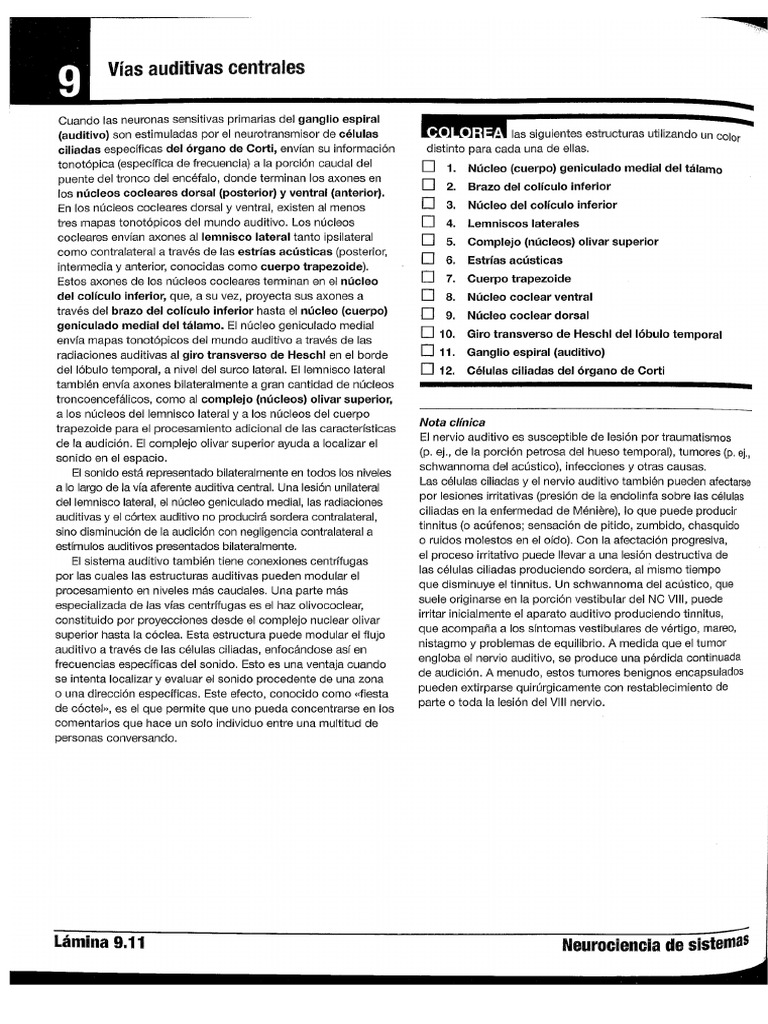 Actividad2_COLOREAR_Vías audición | PDF