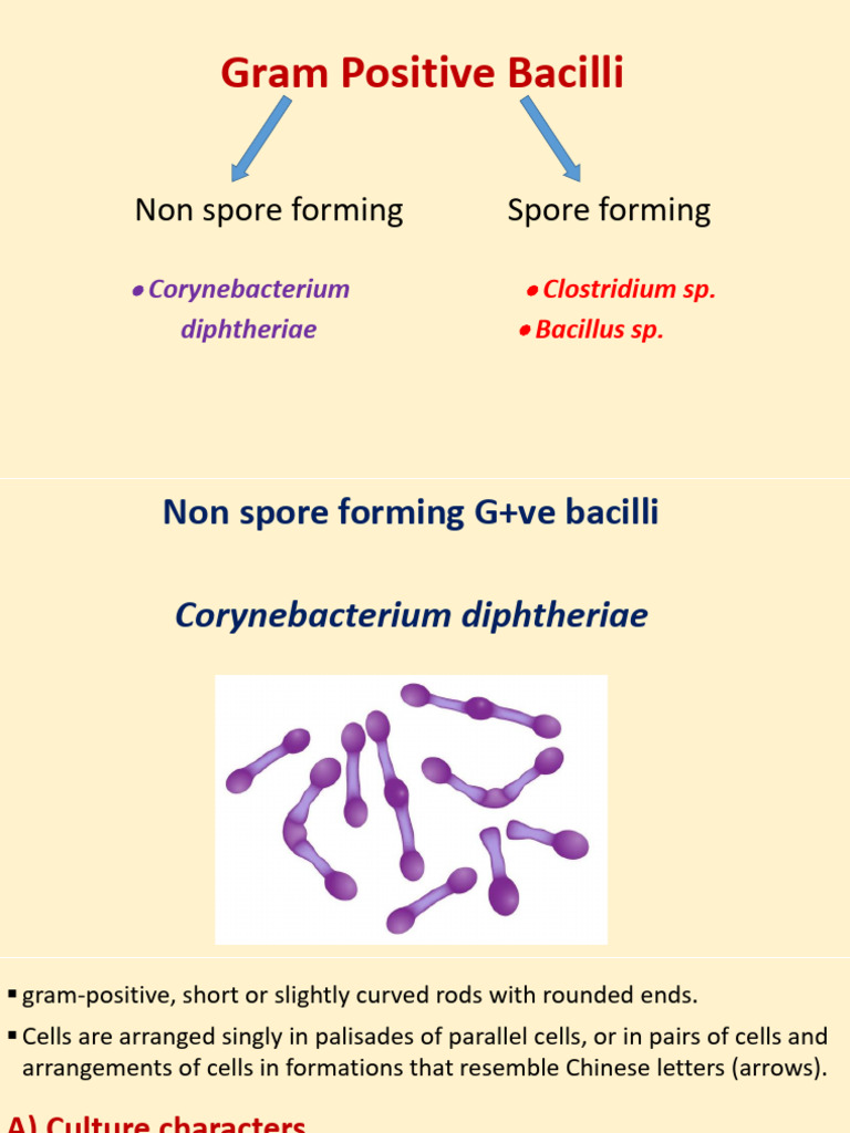 Lab 4 Gram Positive Bacilli Pdf Bacillus Gram Positive Bacteria