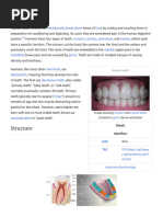 Teeth Labelling Guide and Answers | PDF