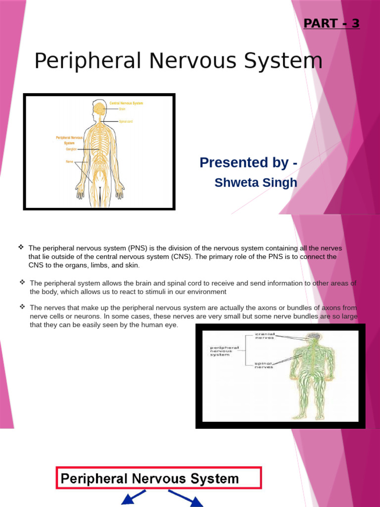 Overview of Peripheral Nervous System | PDF | Nervous System | Central ...