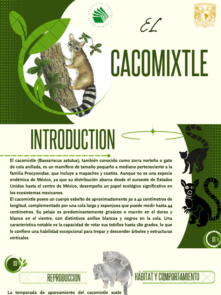 Hábitos y hábitat del cacomixtle | PDF | Zoología
