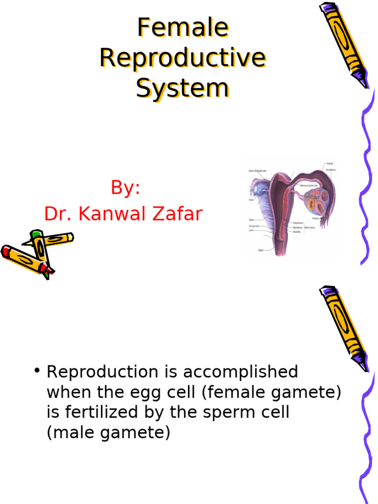 Overview of the Female Reproductive System | PDF | Ovary | Uterus