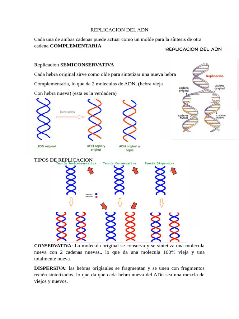 Replicacion Del Adn | PDF | Replicación De Adn | Adn