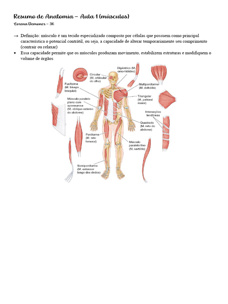 Anatomia dos Músculos: Estrutura e Funções | PDF | Músculo | Anatomia