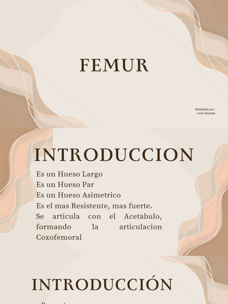 Borde y Línea Supracondilea del Fémur | PDF | Anatomía del miembro ...