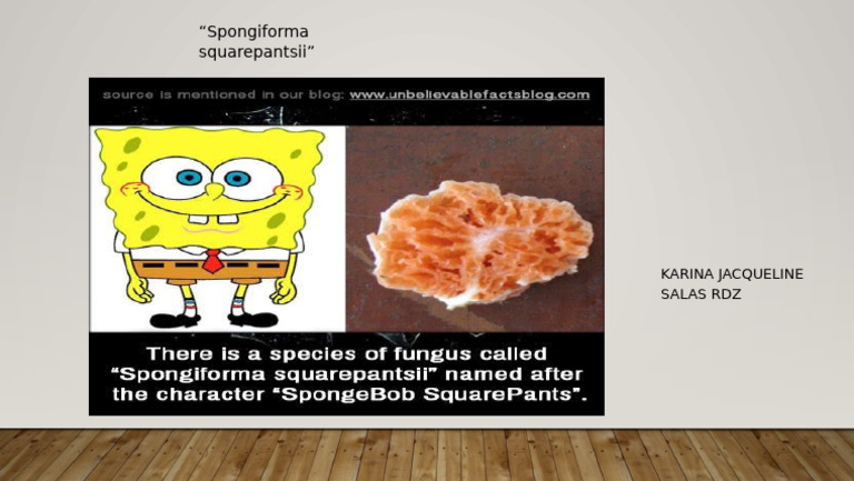 Spongiforma Squarepantsii 1 | PDF