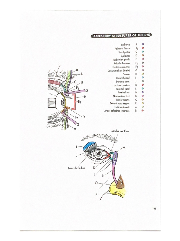 Accessory Structures of The Eye | PDF