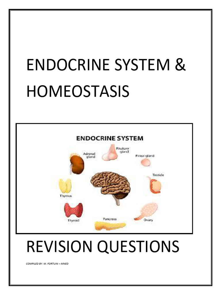ENDOCRINE SYSTEM & HOMEOSTASIS | PDF