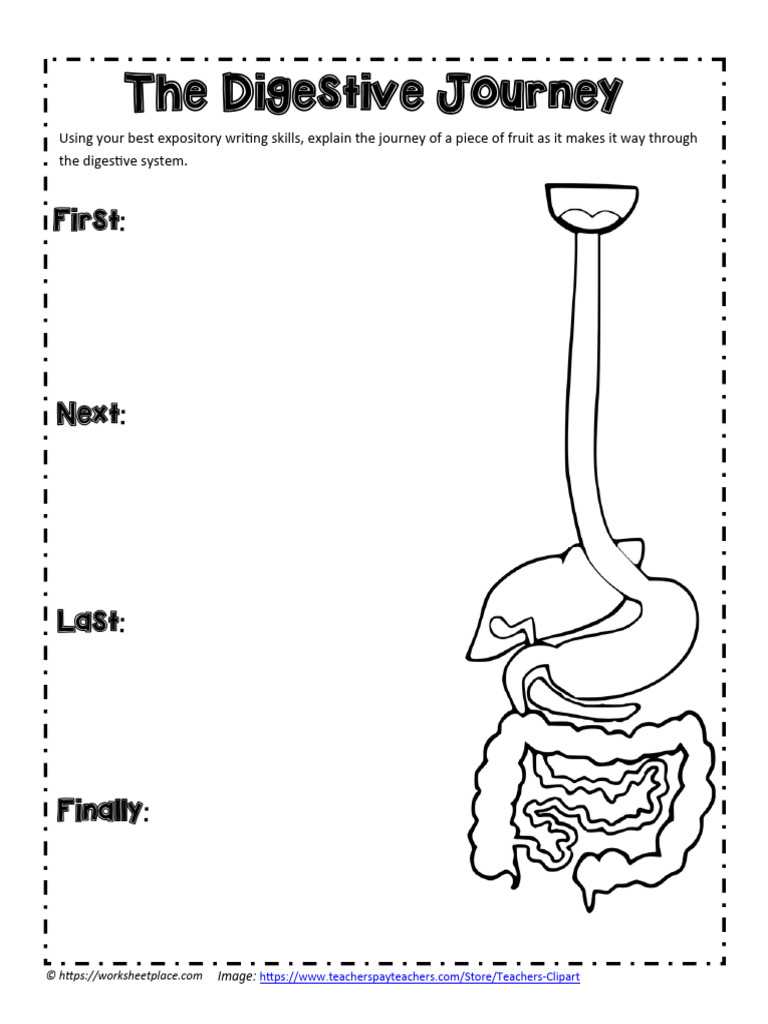 Digestive Journey Project Worksheet | PDF