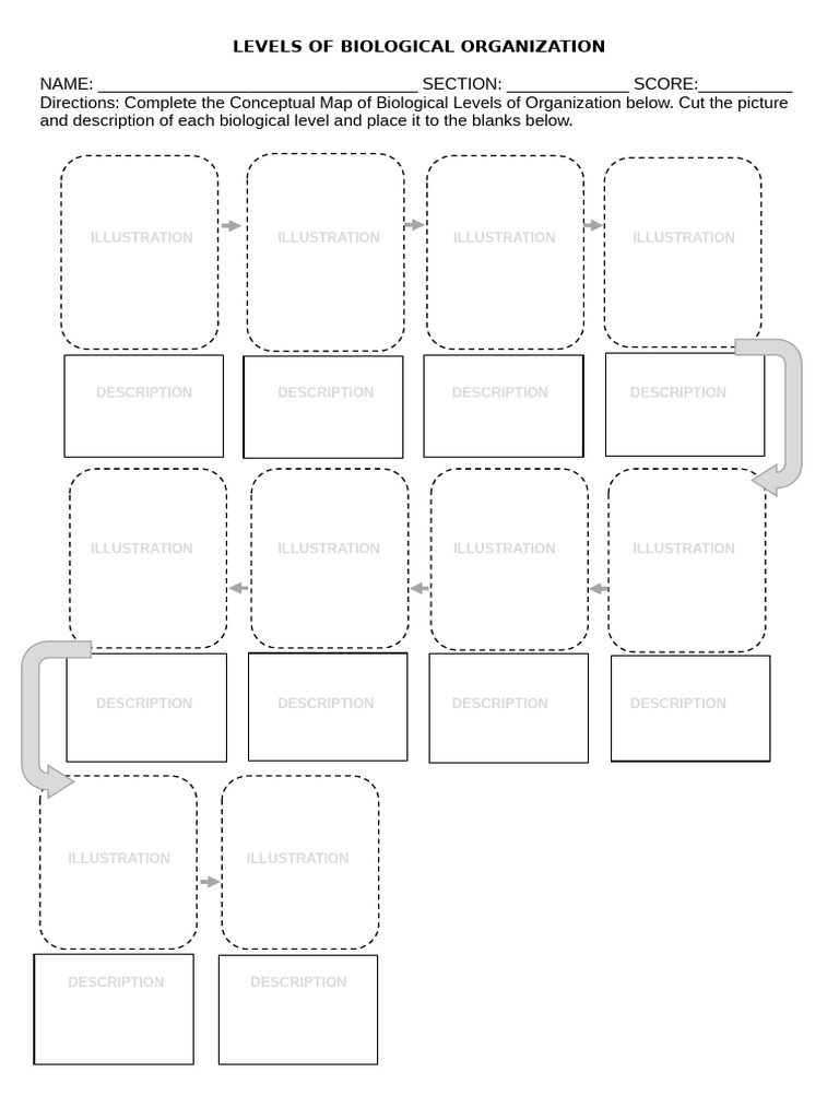 Concept Map of Biological Levels | PDF