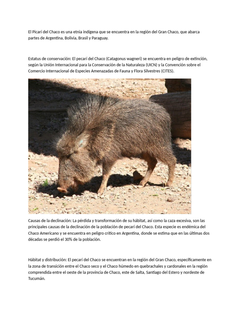 Picari Del Chaco | PDF
