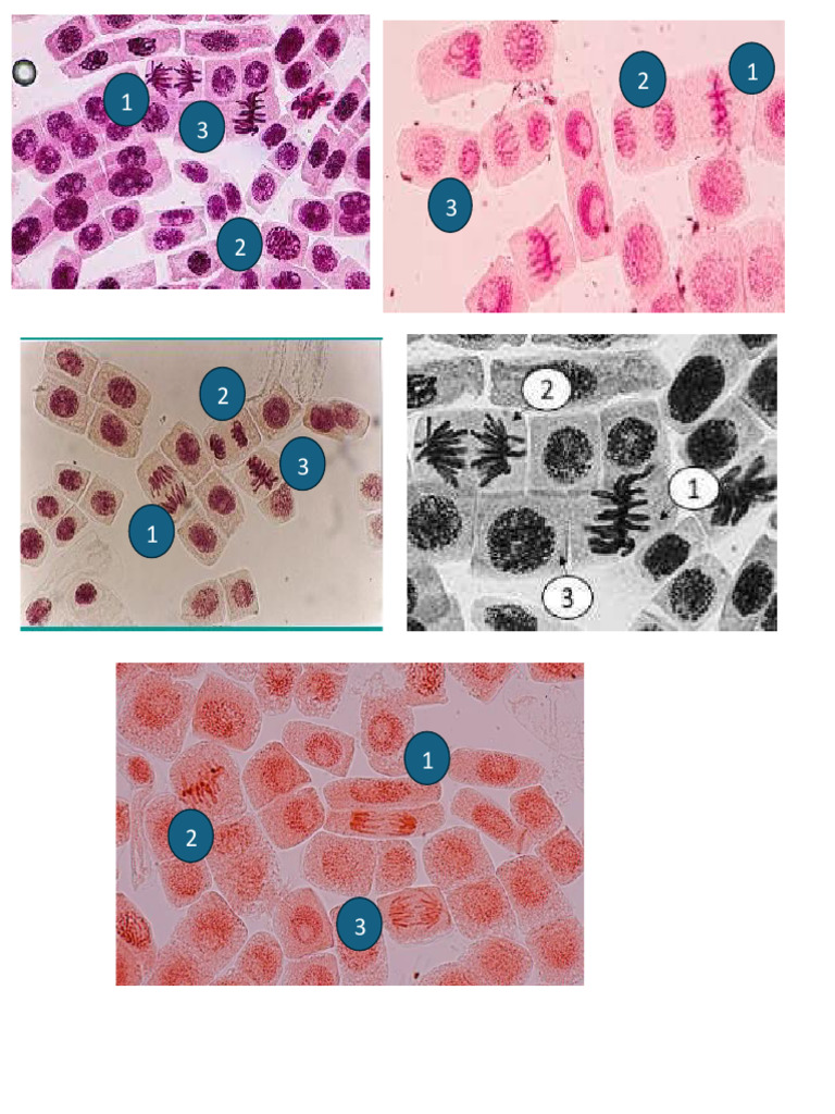 Imagenes Mitosis - Color | PDF