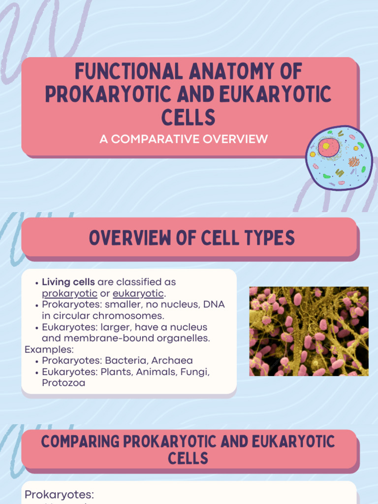 Prokaryotic vs Eukaryotic Cells Explained | PDF | Cell (Biology) | Bacteria