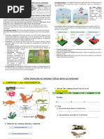Actividad 3. Ecosistemas, Redes y Cadenas Tróficas | PDF | Red ...