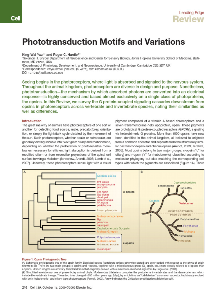 Phototransduction Motifs and Variations - Cell | PDF | Retina | Biology
