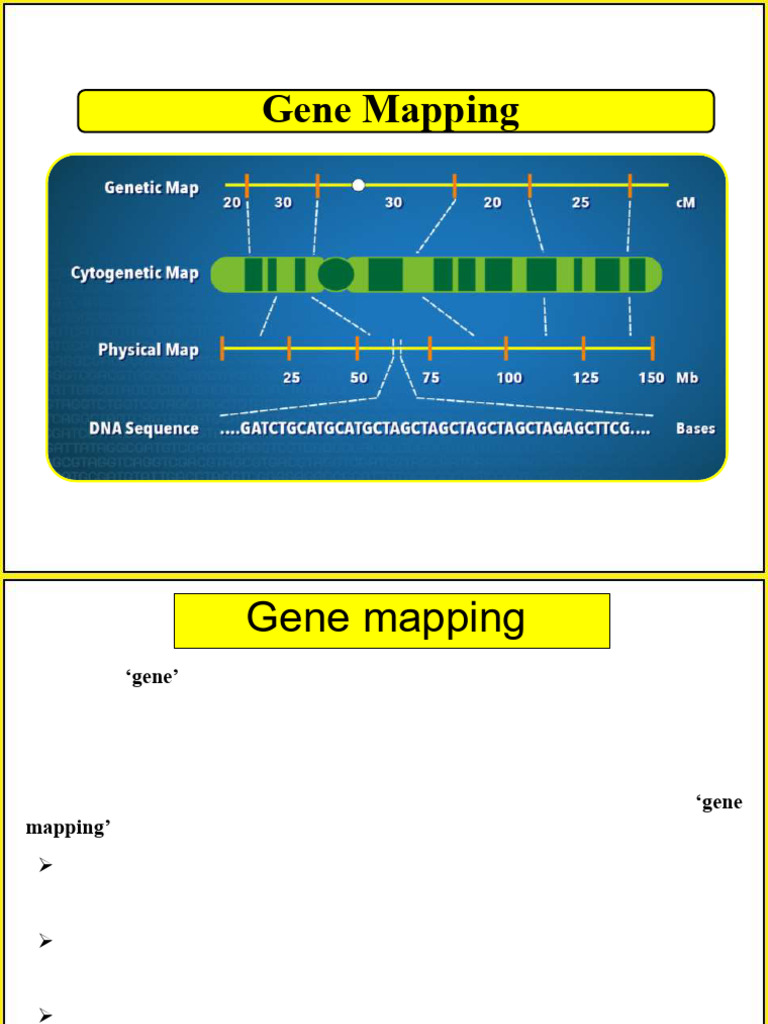 BIOC 44833 - Gene Mapping I | PDF | Genetic Linkage | Genetics