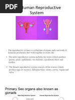 Male and Female Rat Reproductive Anatomy | PDF