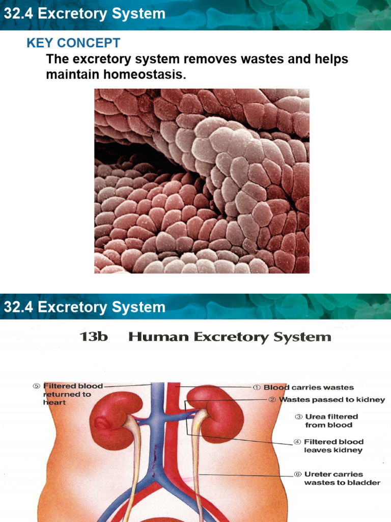 Understanding the Excretory System | PDF | Kidney | Anatomy