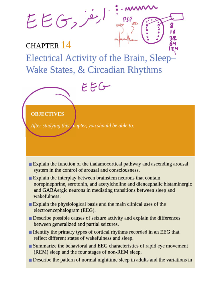 Electrical Activity of Brain | PDF